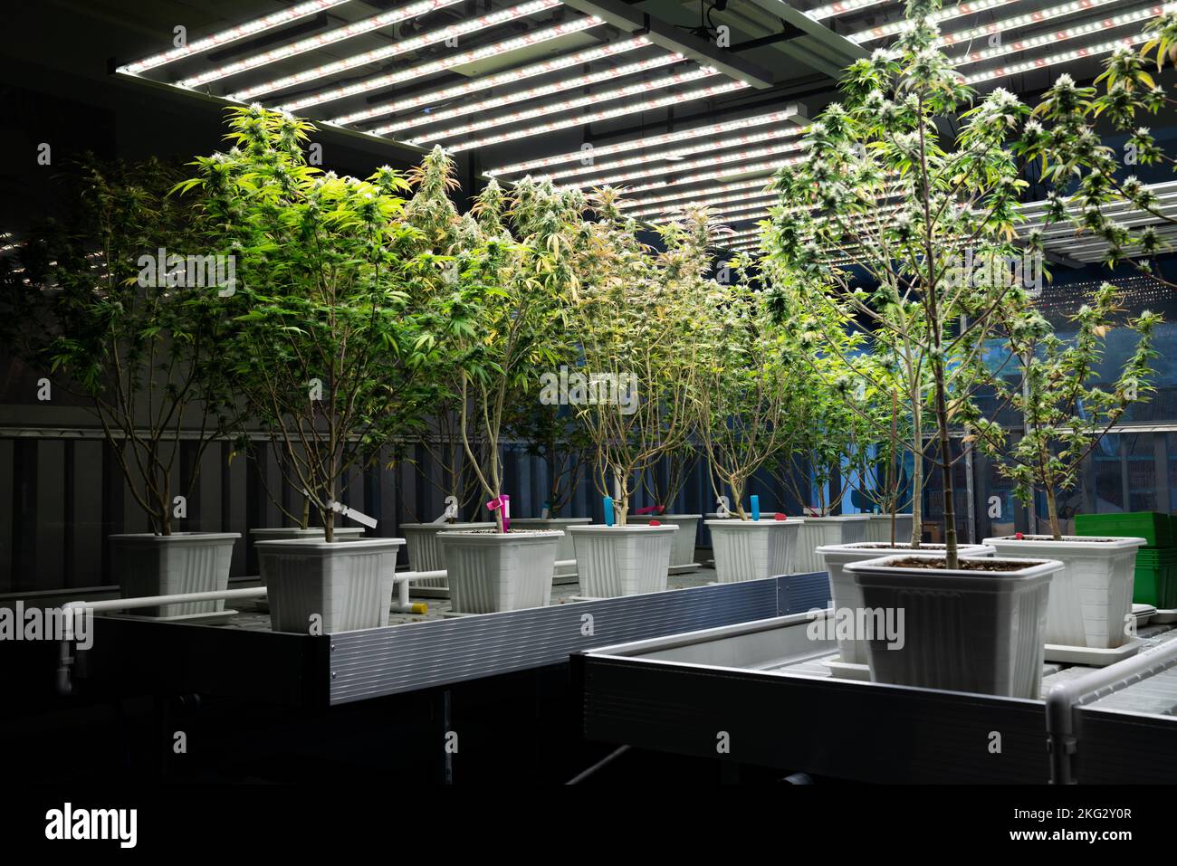 Full grown marijuana plants hi-res stock photography and images - Alamy