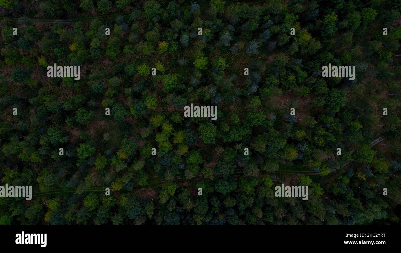 A bird's eye view shot of a deciduous forest Stock Photo - Alamy