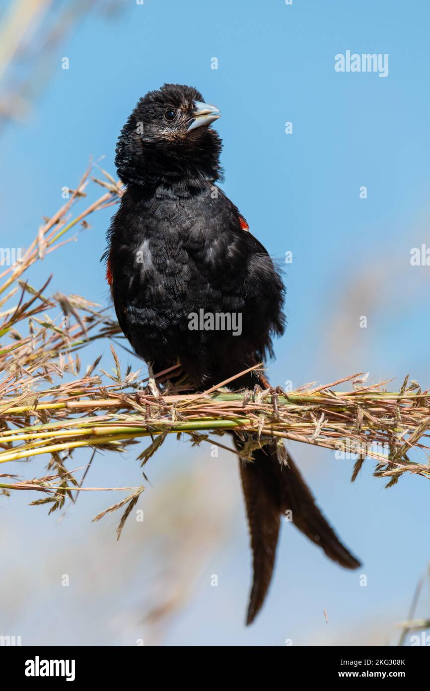 Sakabula bird hi-res stock photography and images - Alamy