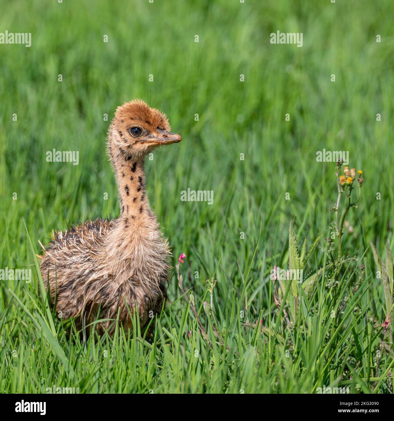 A vertical closeup of a cute ostrich chick on the green grass. Rietvlei ...