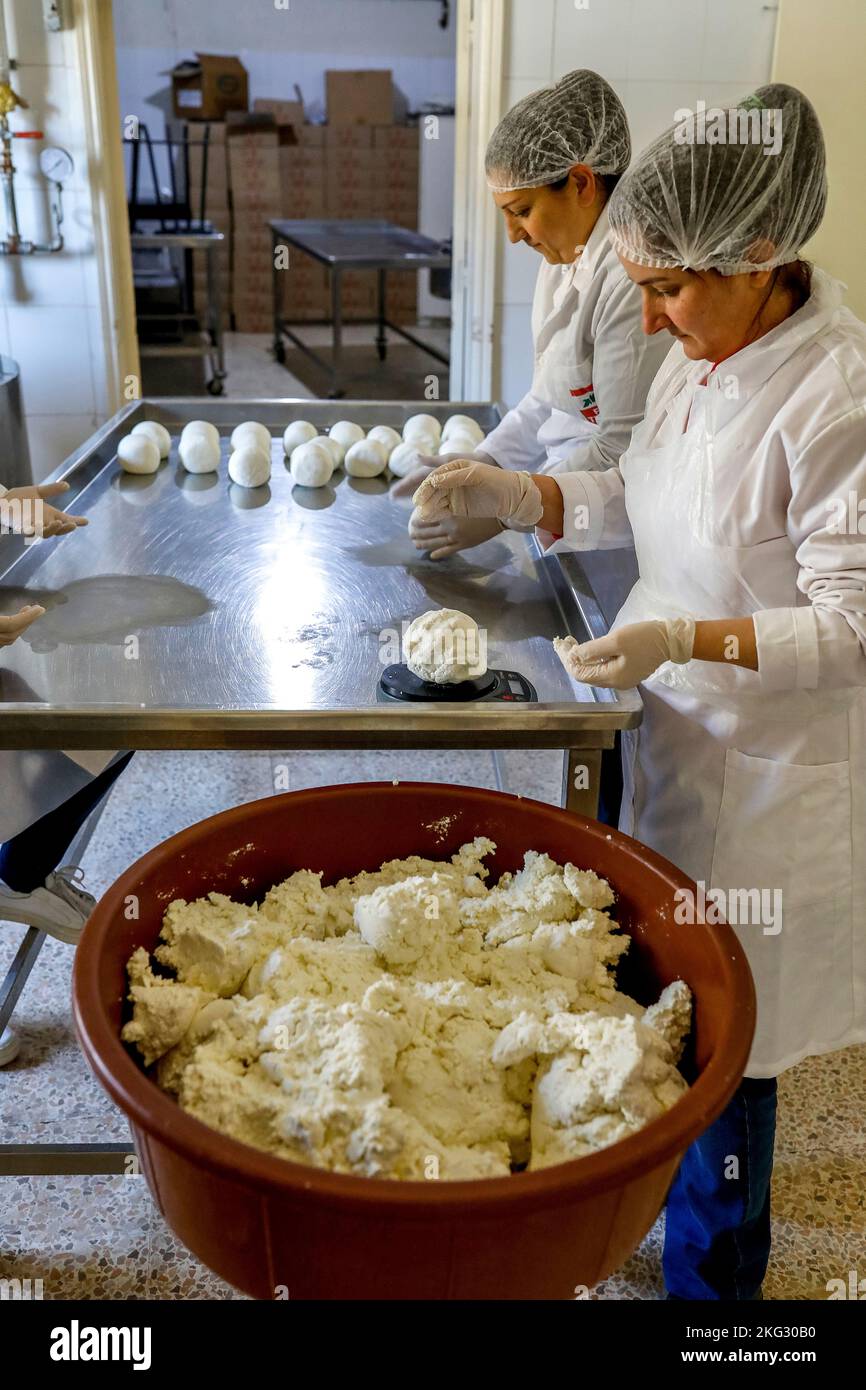 Dairy product cooperative in Aita el-Fekha, Bekaa, Lebanon. Making ...