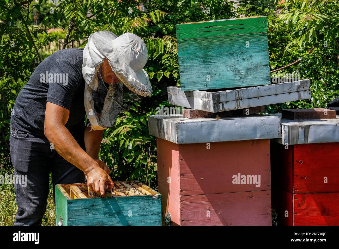 Beekeeper in Ubli, Montenegro Stock Photo - Alamy