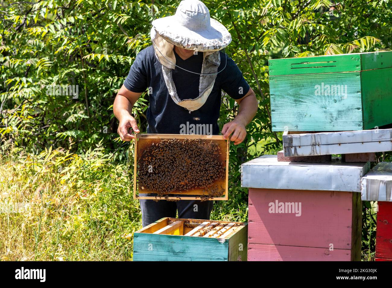 Beekeeper in Ubli, Montenegro Stock Photo - Alamy