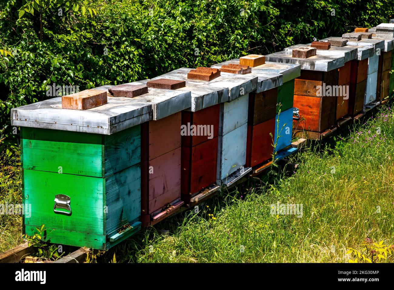 Bee hives in Ubli, Montenegro Stock Photo - Alamy