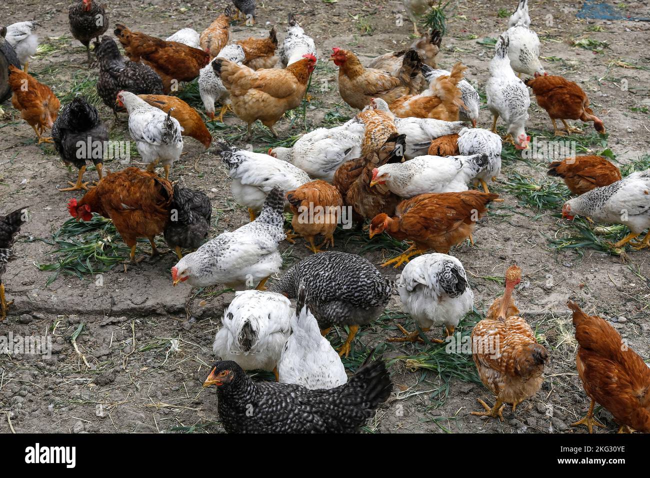 Poultry grazing in a barnyard in Timis province, Romania Stock Photo ...