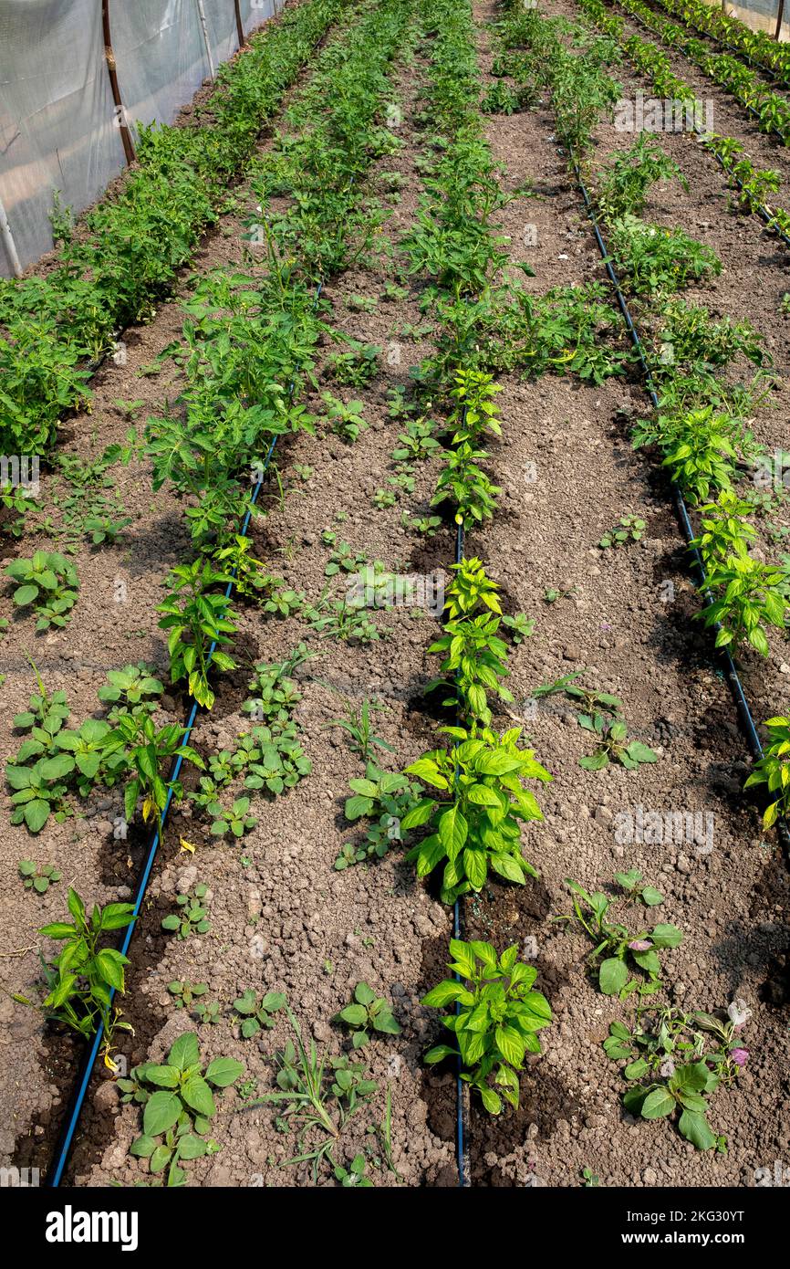 Plants and irrigation hoses in a greenhouse in Timis province, Romania ...