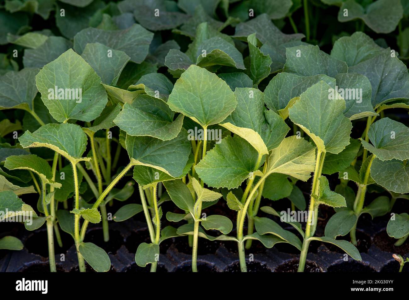 Agriculture de roumanie hi-res stock photography and images - Alamy