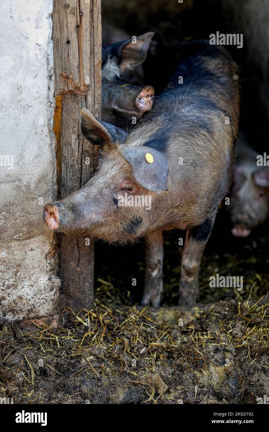 Pigs in a farm in Timis province, Romania Stock Photo - Alamy