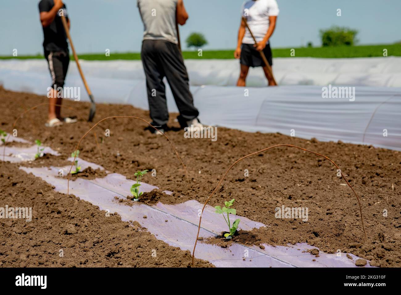 Agriculture de roumanie hi-res stock photography and images - Alamy
