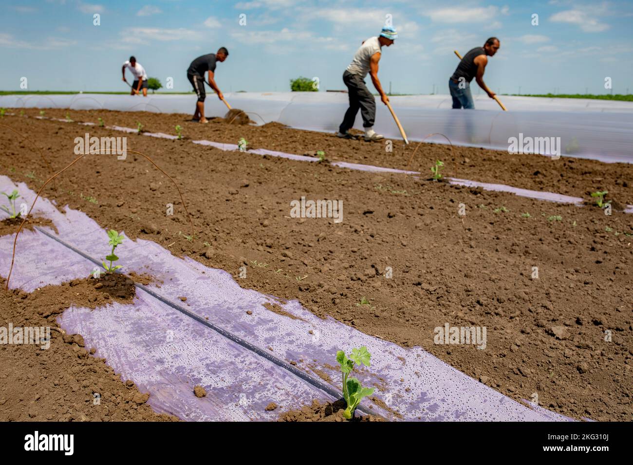 Watermelon plantation hi-res stock photography and images - Alamy