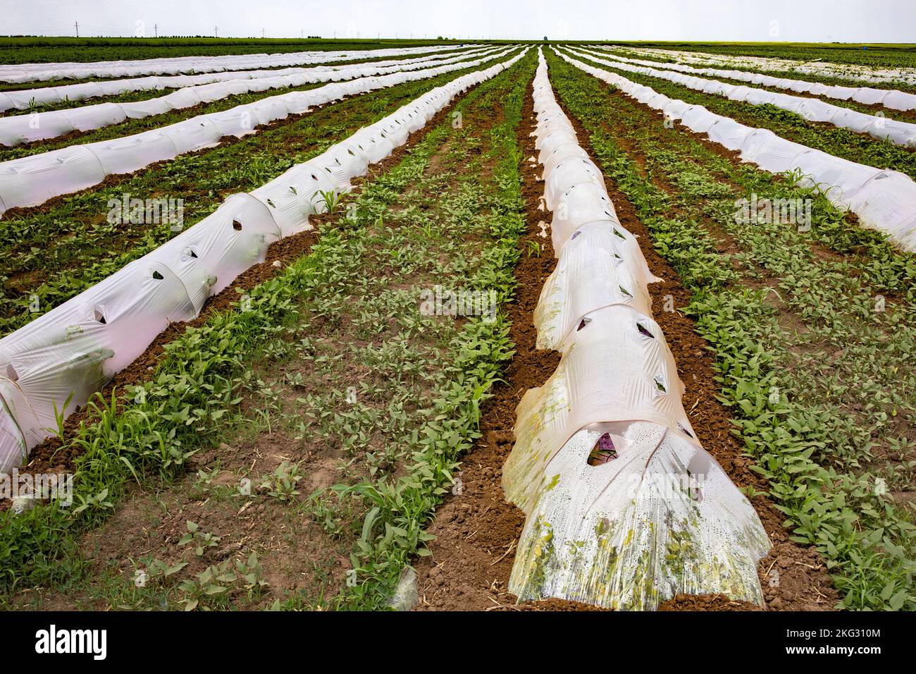 Watermelon plantation in Timis province, Romania Stock Photo - Alamy