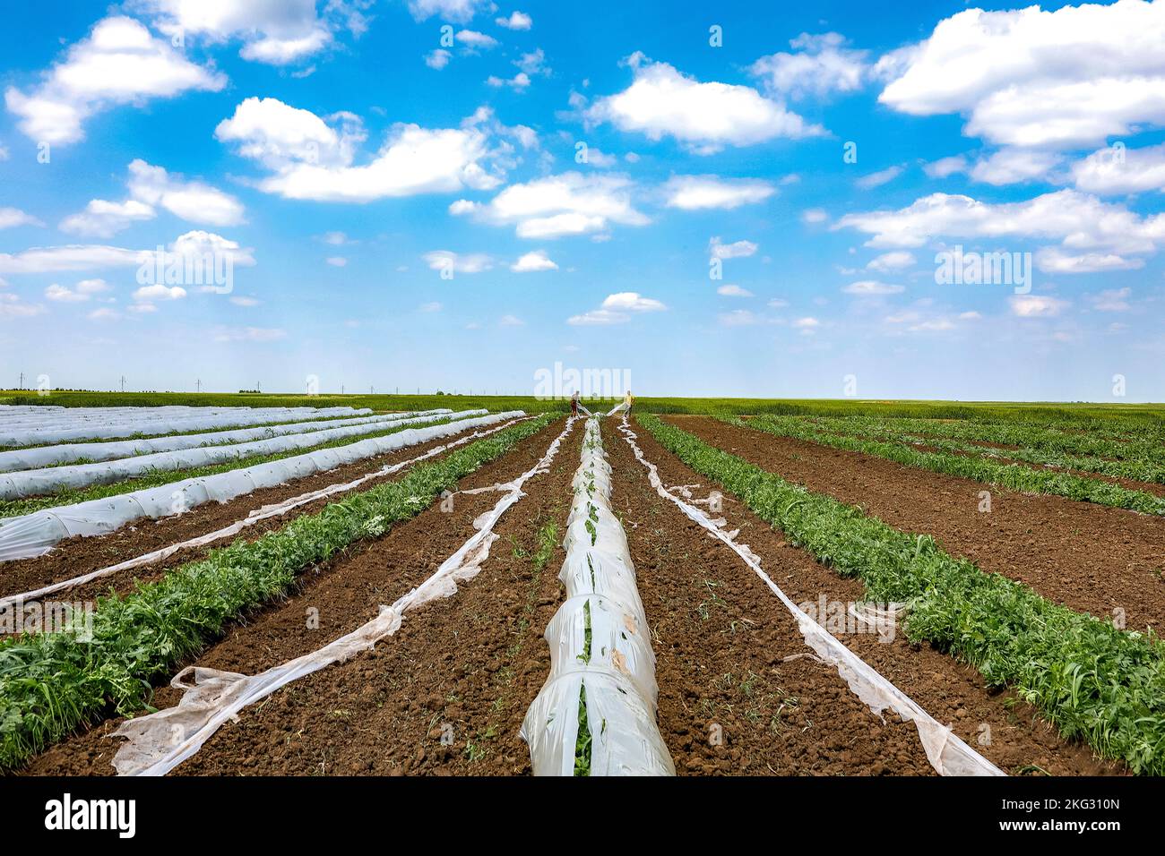 Watermelon plantation in Timis province, Romania Stock Photo - Alamy