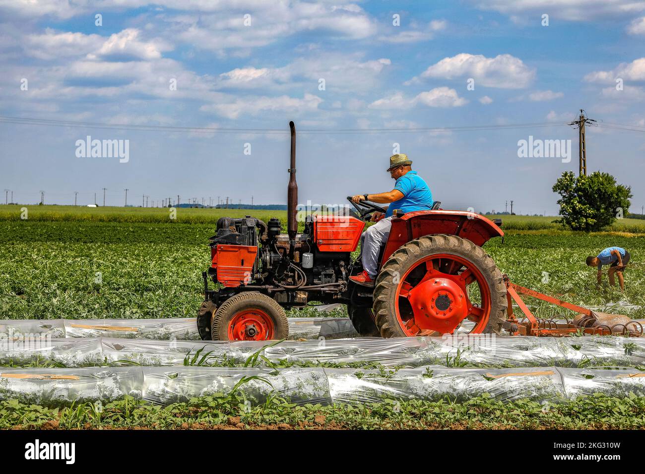 Farmer driving his tractor on a watermelon plantation in Timis province ...