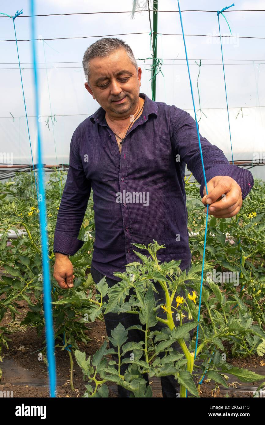 Romanian vegetable producer in one of his greenhouses in Timis province ...