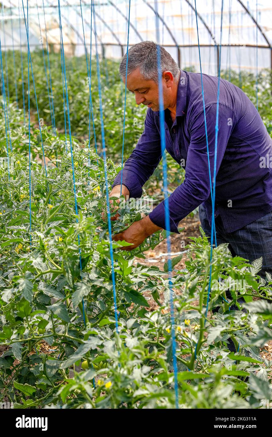 Romanian vegetable producer in one of his greenhouses in Timis province ...