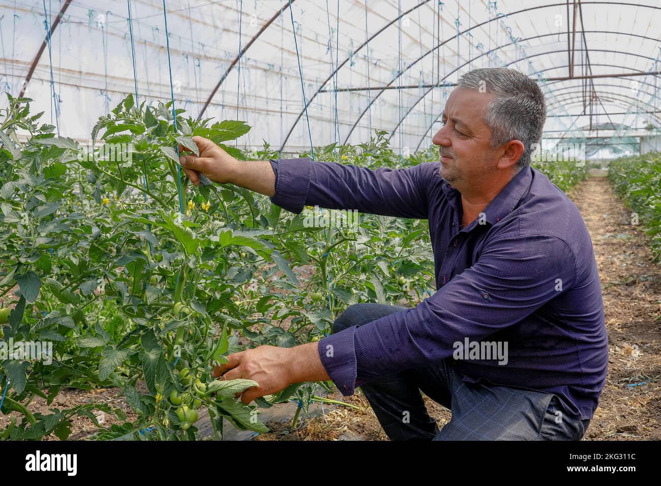 Romanian vegetable producer in one of his greenhouses in Timis province ...