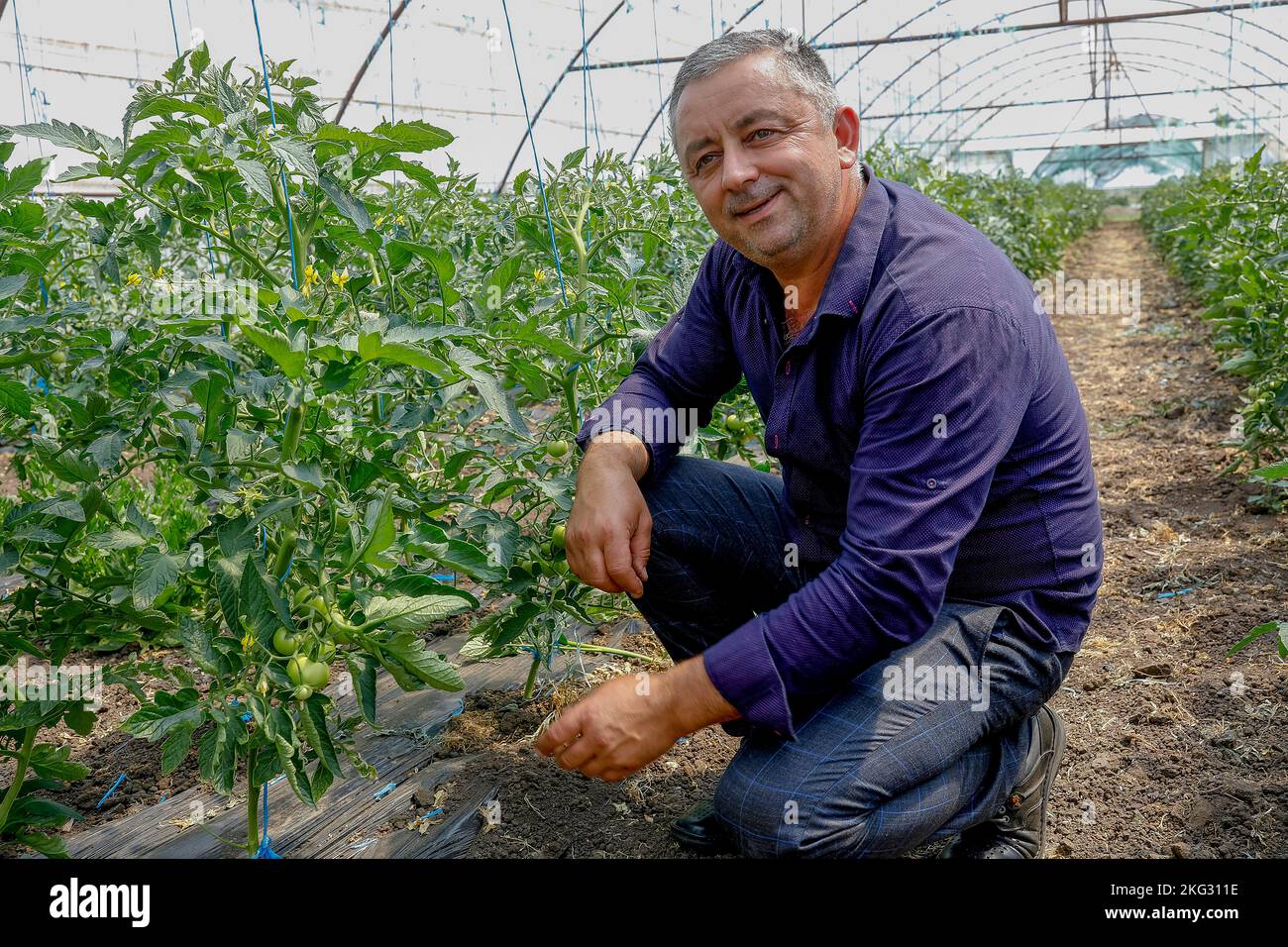 Romanian vegetable producer in one of his greenhouses in Timis province ...