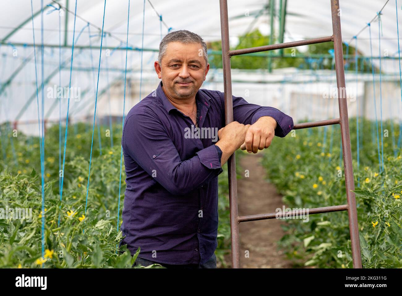 Romanian vegetable producer in one of his greenhouses in Timis province ...