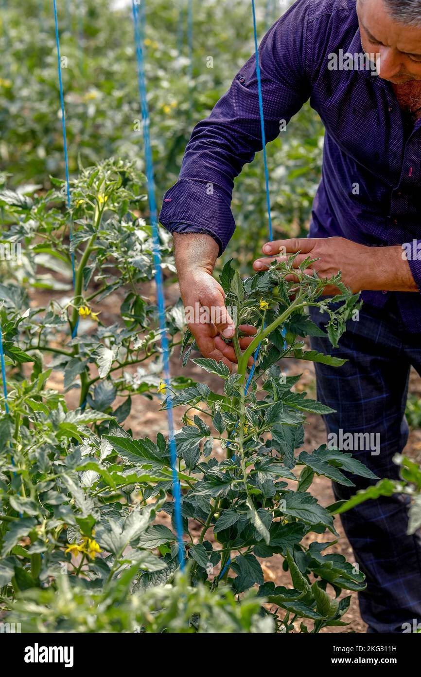 Romanian vegetable producer in one of his greenhouses in Timis province ...