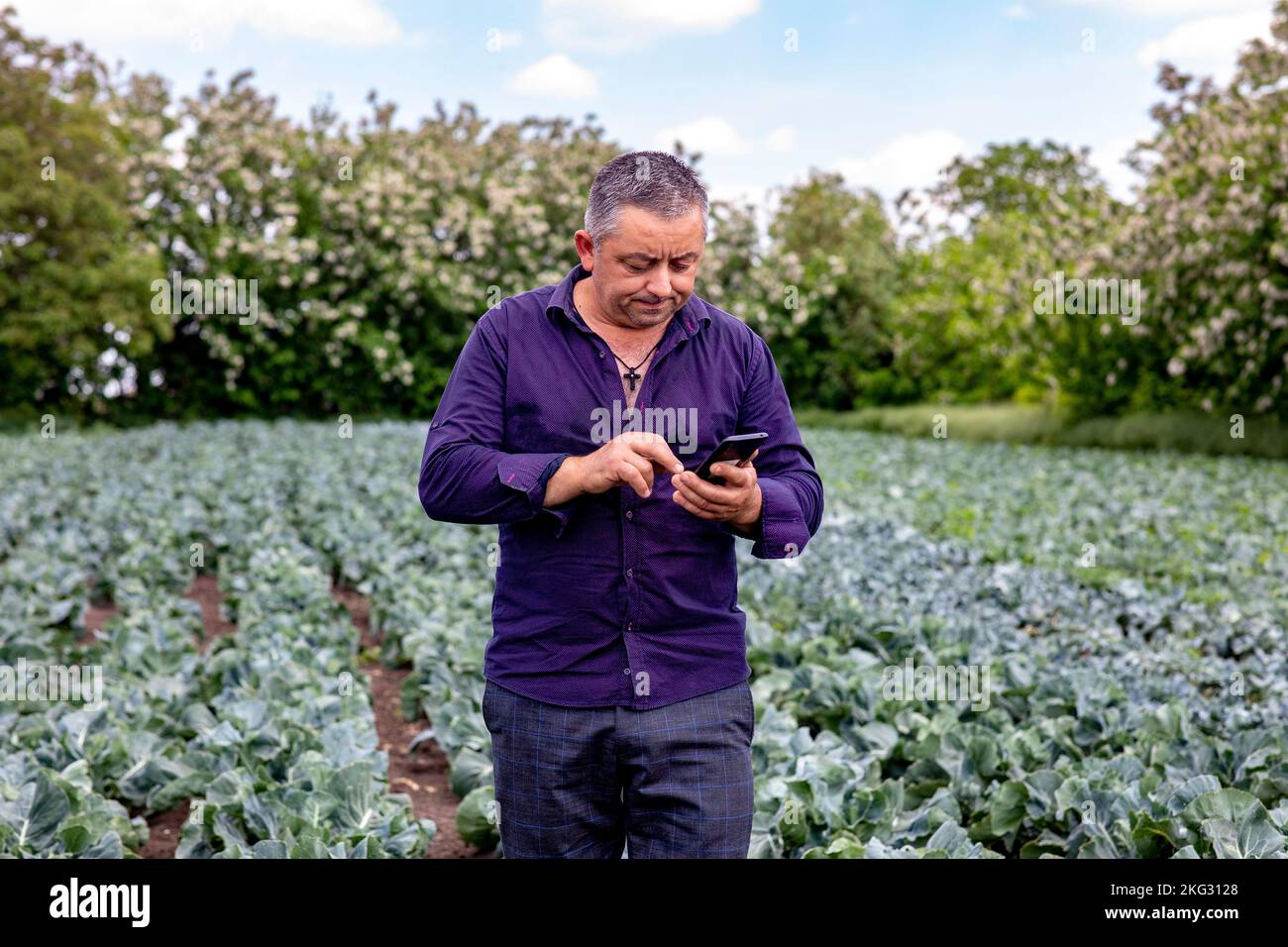 Romanian vegetable producer in a cabbage plot in Timis province ...