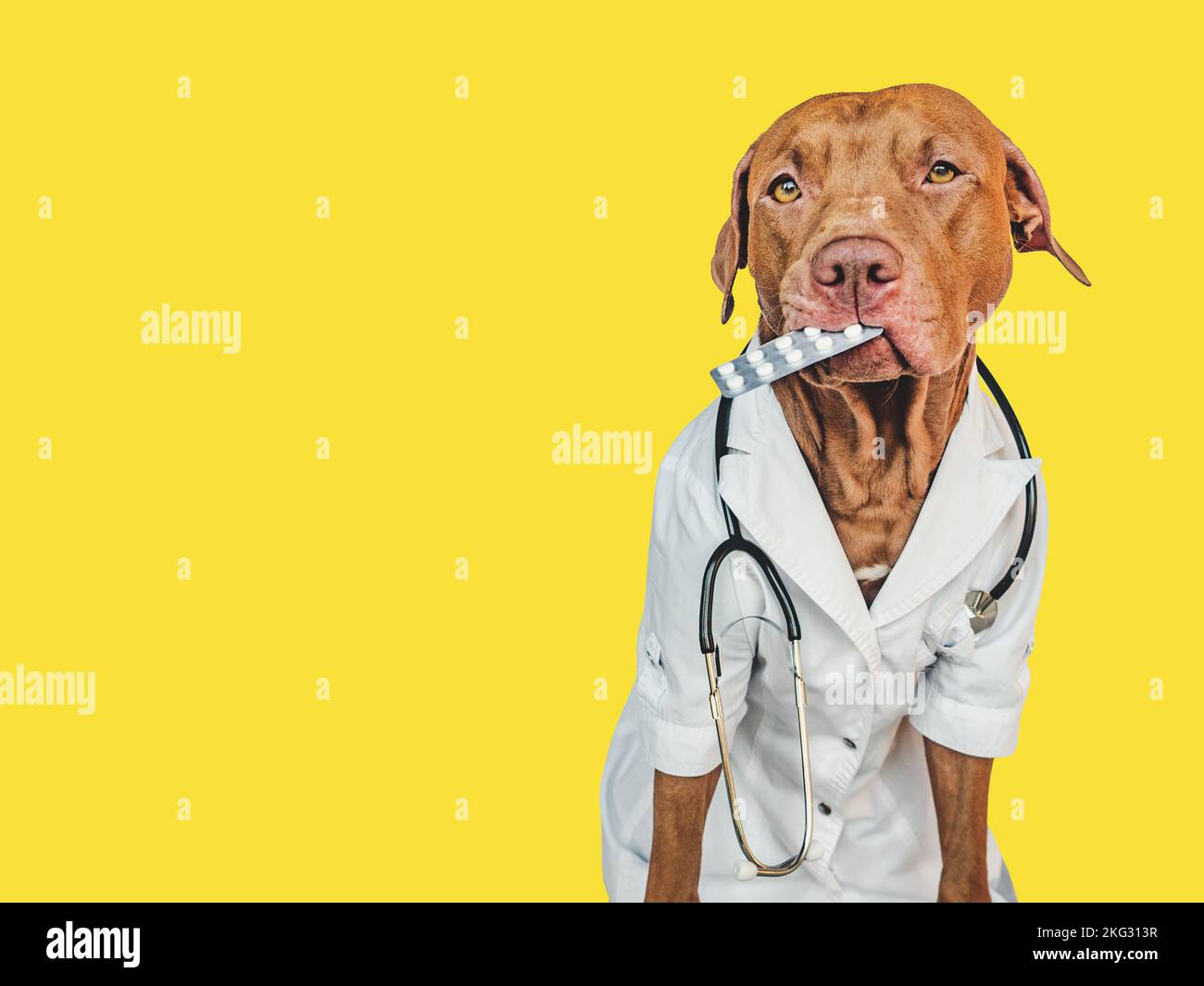 Lovable, pretty puppy, wearing a doctor's coat Stock Photo - Alamy