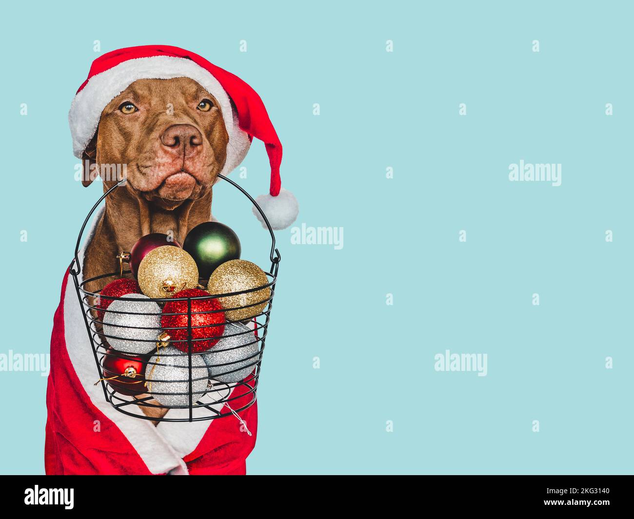 Lovable, pretty puppy and Santa Claus Hat Stock Photo - Alamy