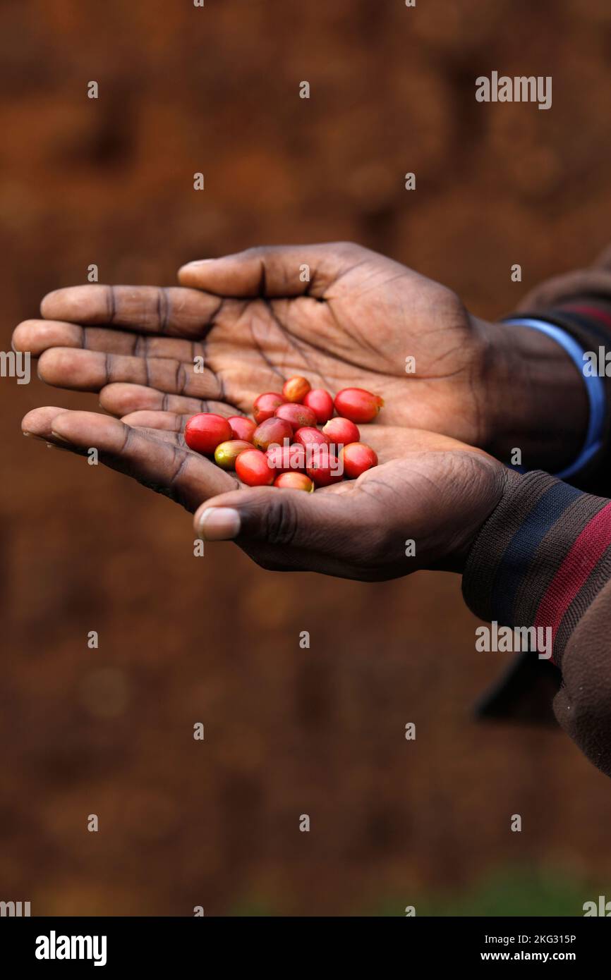 Coffee cherries in a grower's hand, Rutsiro, Rwanda Stock Photo - Alamy