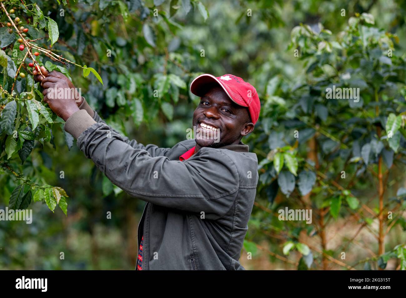 Kopakama coffee grower's cooperative president, Rutsiro, Rwanda Stock ...