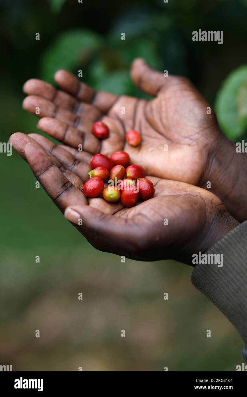 Coffee cherries in a grower's hand, Rutsiro, Rwanda Stock Photo - Alamy