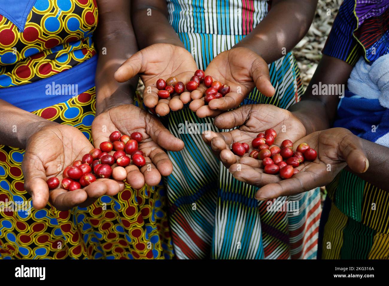 Kopakama coffee grower's cooperative, Rutsiro, Rwanda. Women with ...