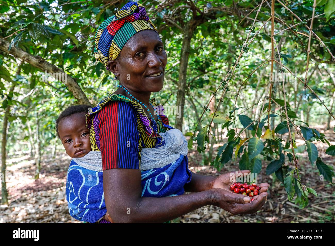 Kopakama coffee grower's cooperative, Rutsiro, Rwanda. Mother holding ...