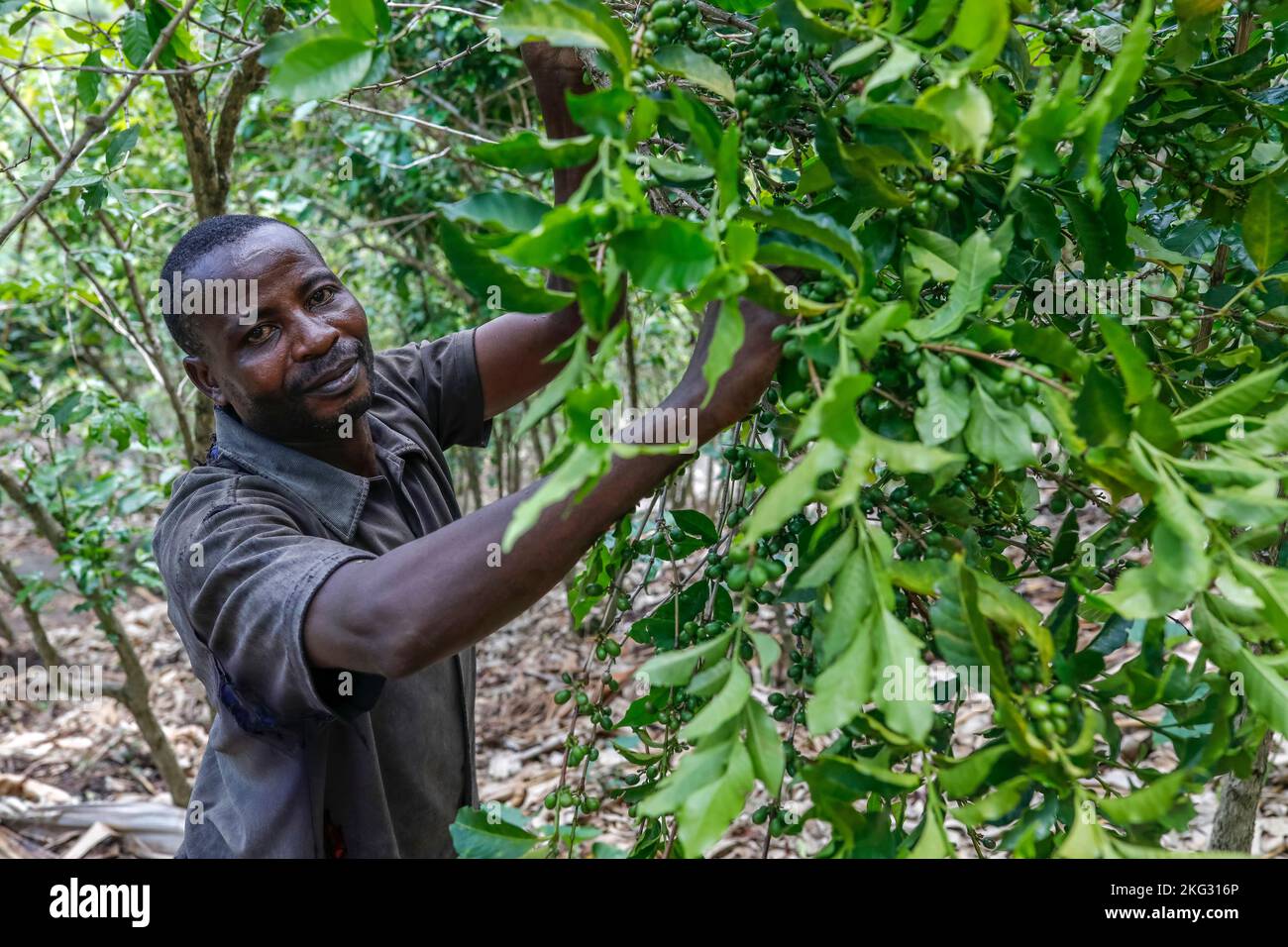 Member of Kopakama coffee grower's cooperative, Rutsiro, Rwanda Stock ...