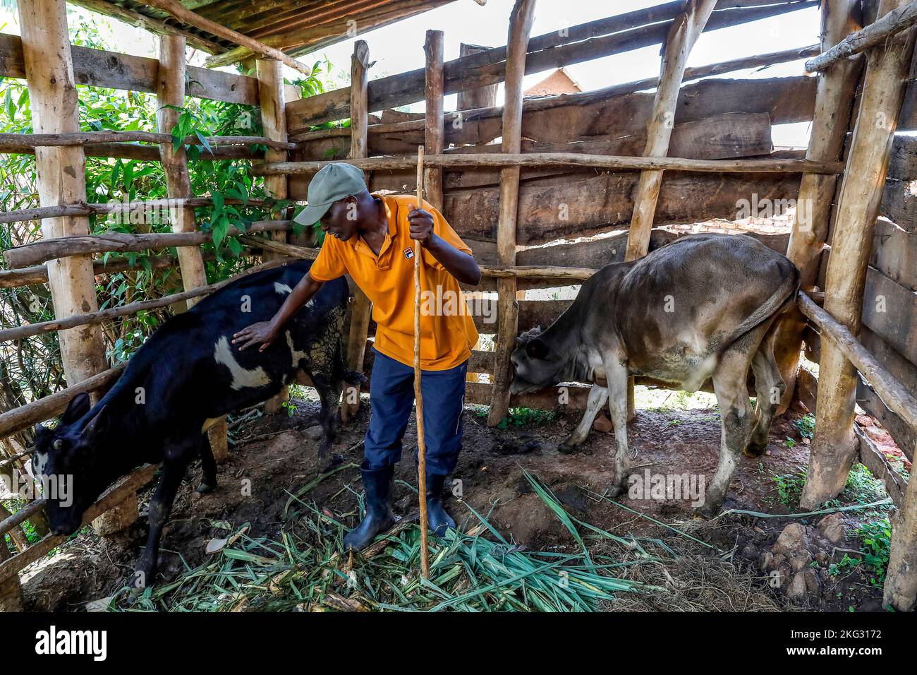 Member of Kopakama coffee grower's cooperative with his cattle, Rutsiro ...