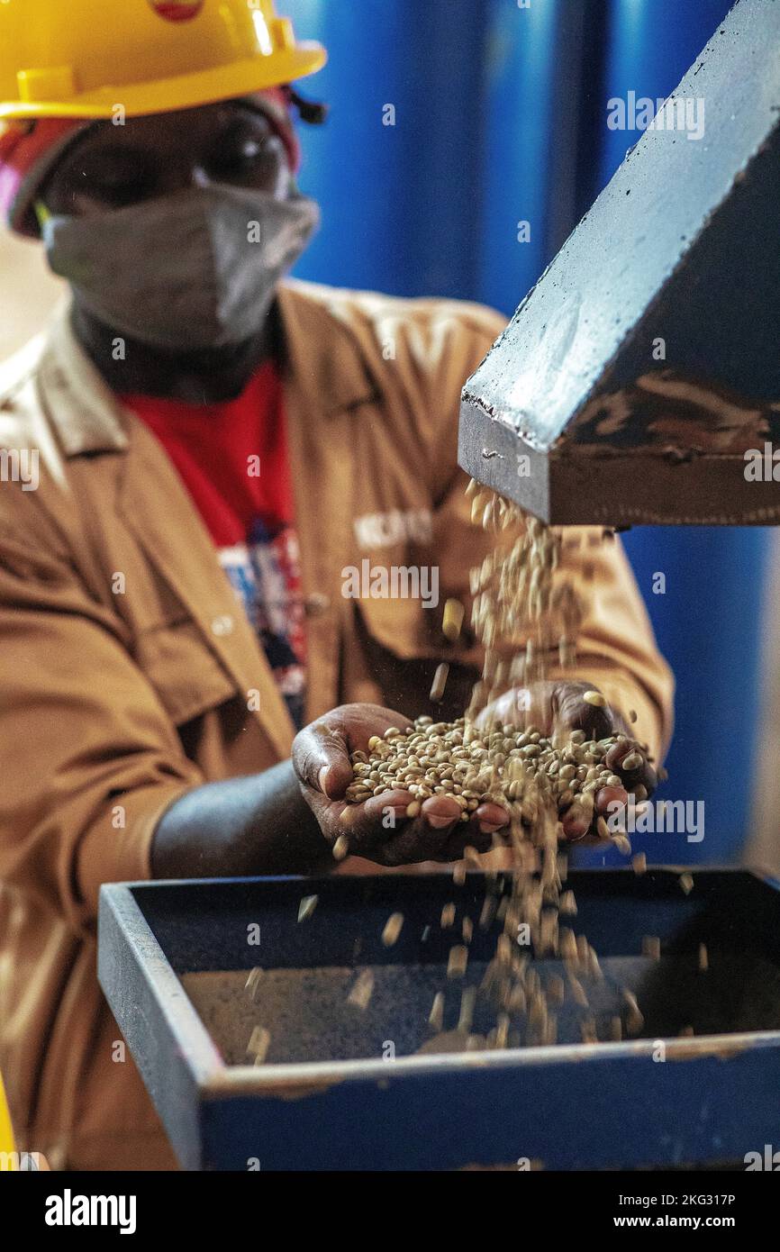 Kopakama coffee grower's cooperative, Rutsiro, Rwanda. Dry mill Stock ...