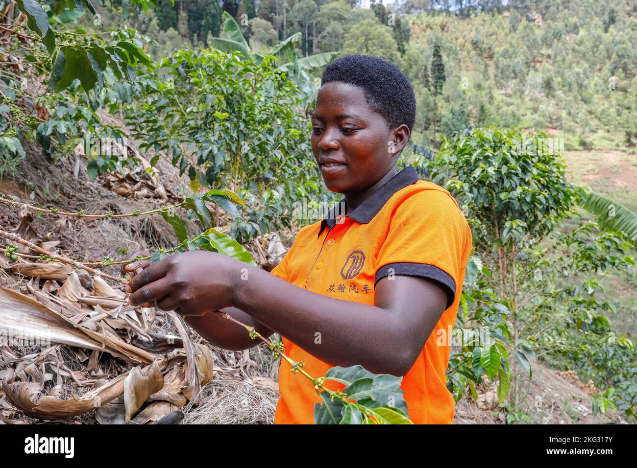 Abakundakawa coffee grower's cooperative. Plantation where young people ...
