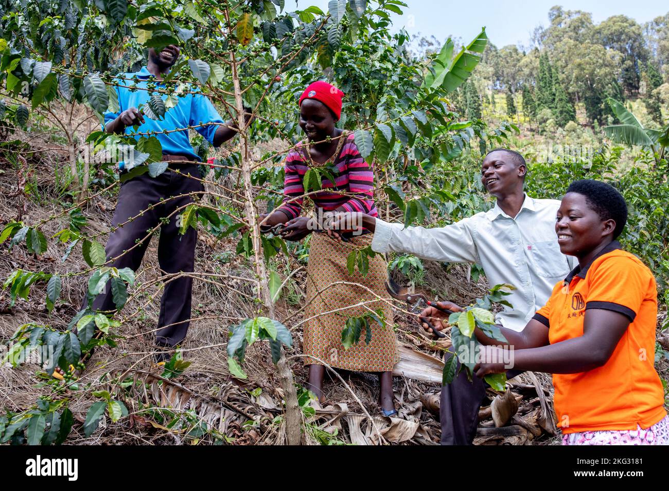 Abakundakawa coffee grower's cooperative. Plantation where young people ...