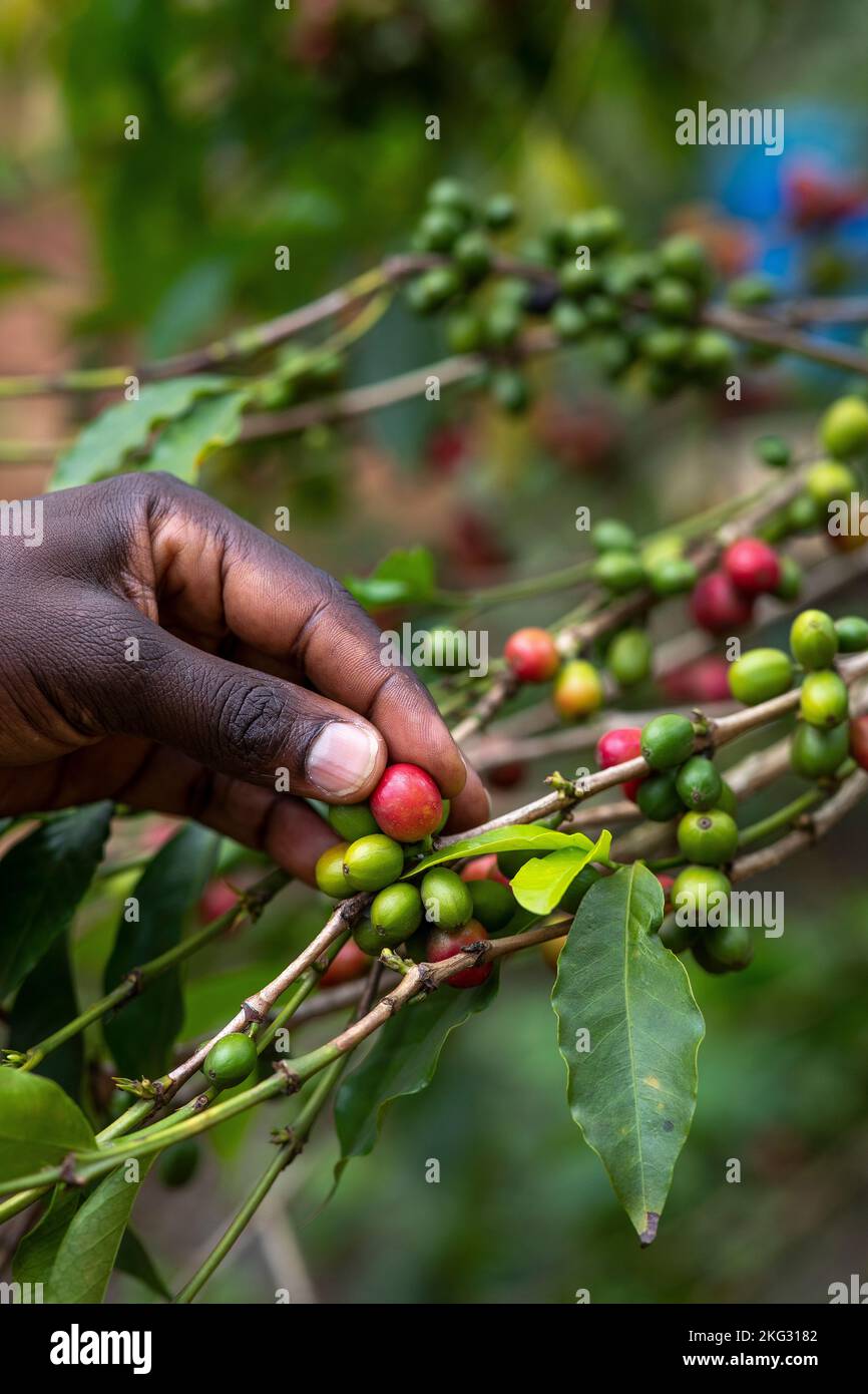 Member of Abakundakawa coffee grower's cooperative picking cherries in ...