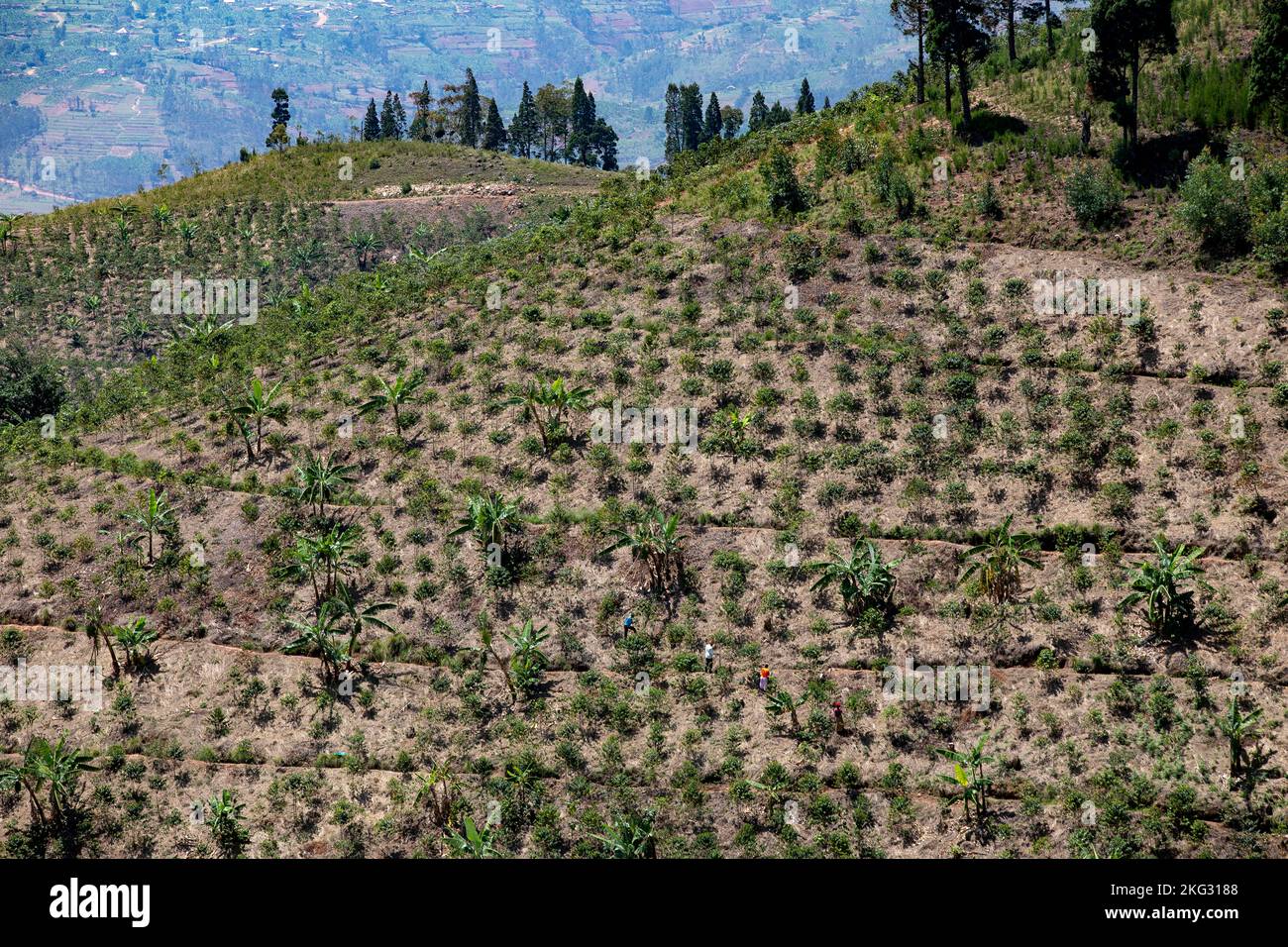 Abakundakawa coffee grower's cooperative. Plantation where young people ...