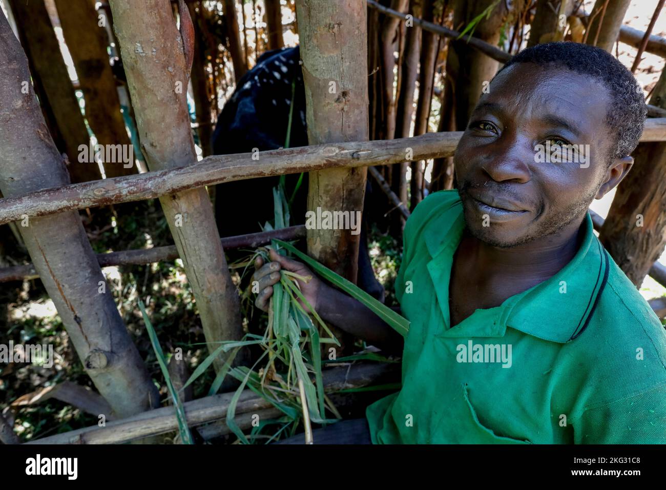 Member of Abakundakawa coffee grower's cooperative with his cattle in ...