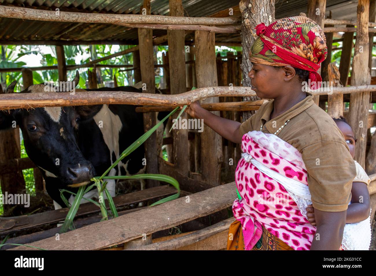 Member of Abakundakawa coffee grower's cooperative with her cattle in ...