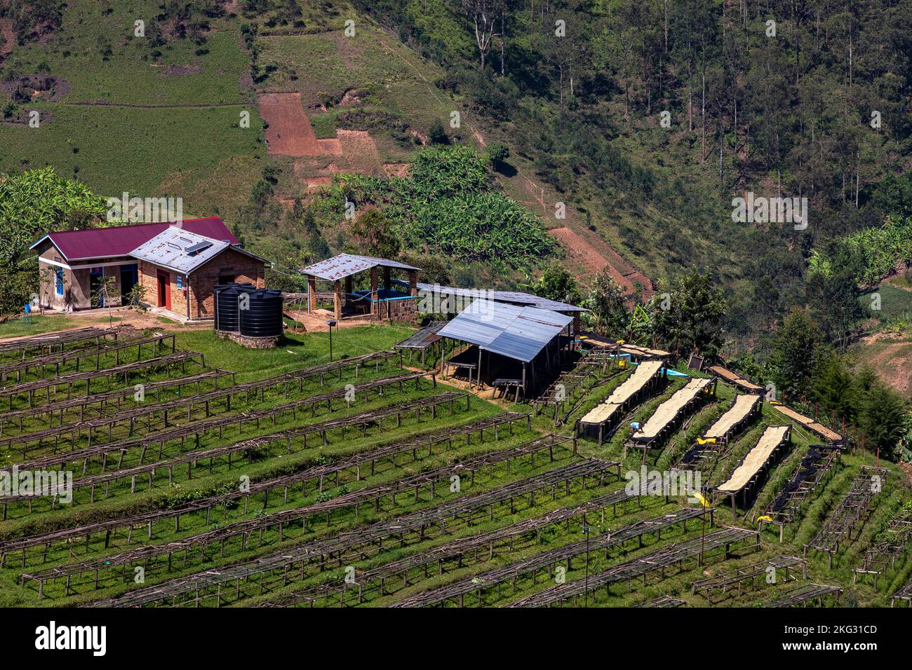 Abakundakawa coffee grower's cooperative, Minazi coffee washing station ...