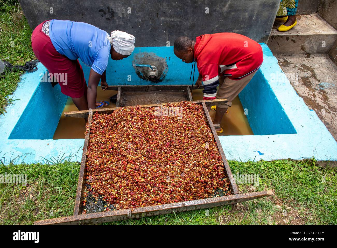 Minazi coffee washing station hi-res stock photography and images - Alamy