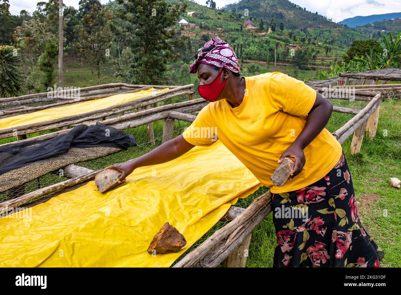 Abakundakawa coffee grower's cooperative, Minazi coffee washing station ...