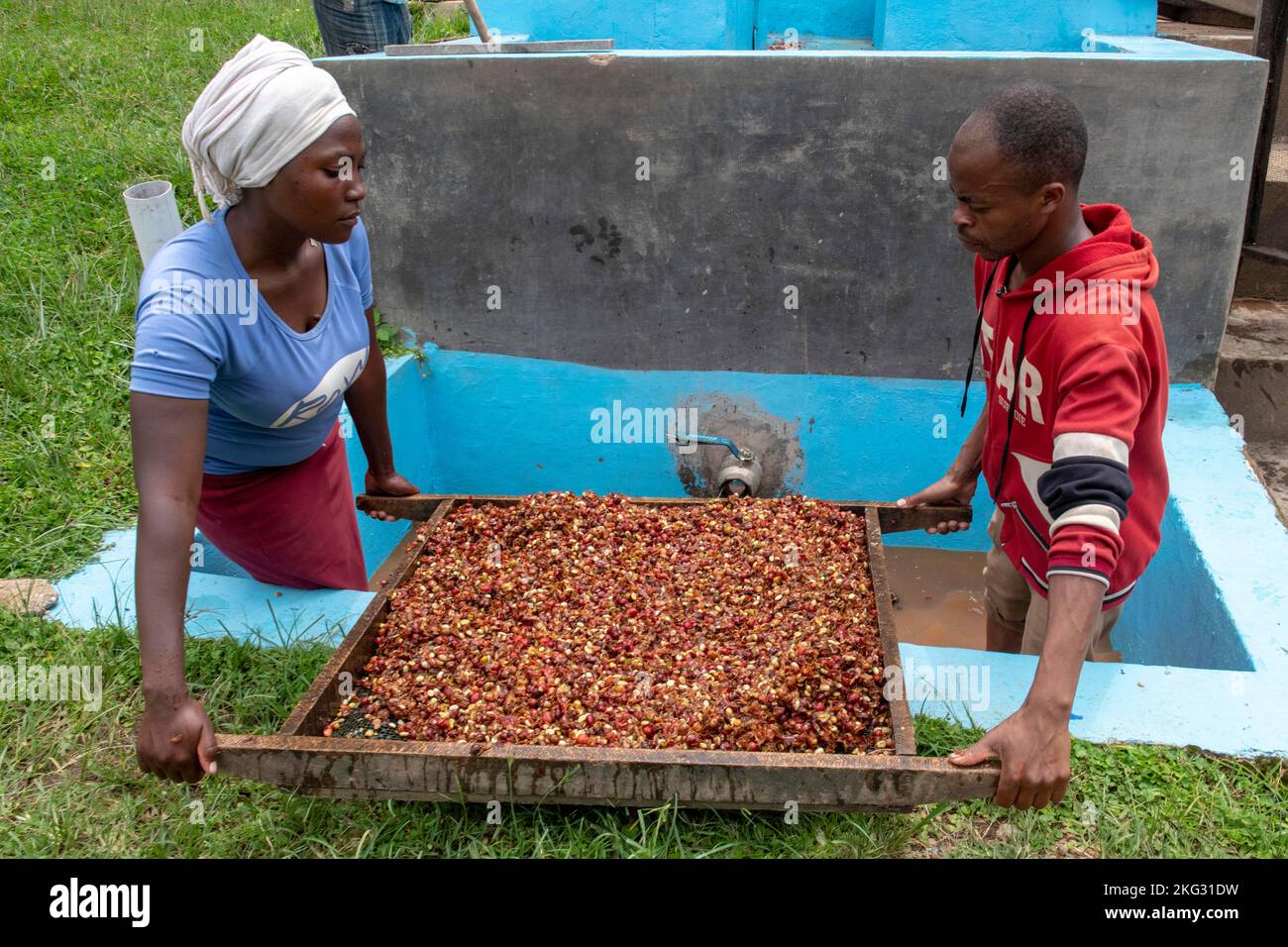 Minazi coffee washing station hi-res stock photography and images - Alamy