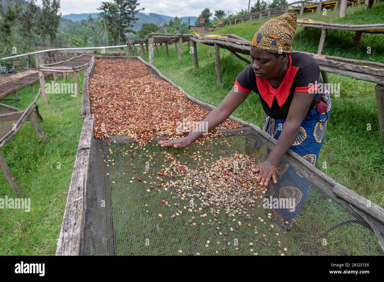 Abakundakawa coffee grower's cooperative, Minazi coffee washing station ...