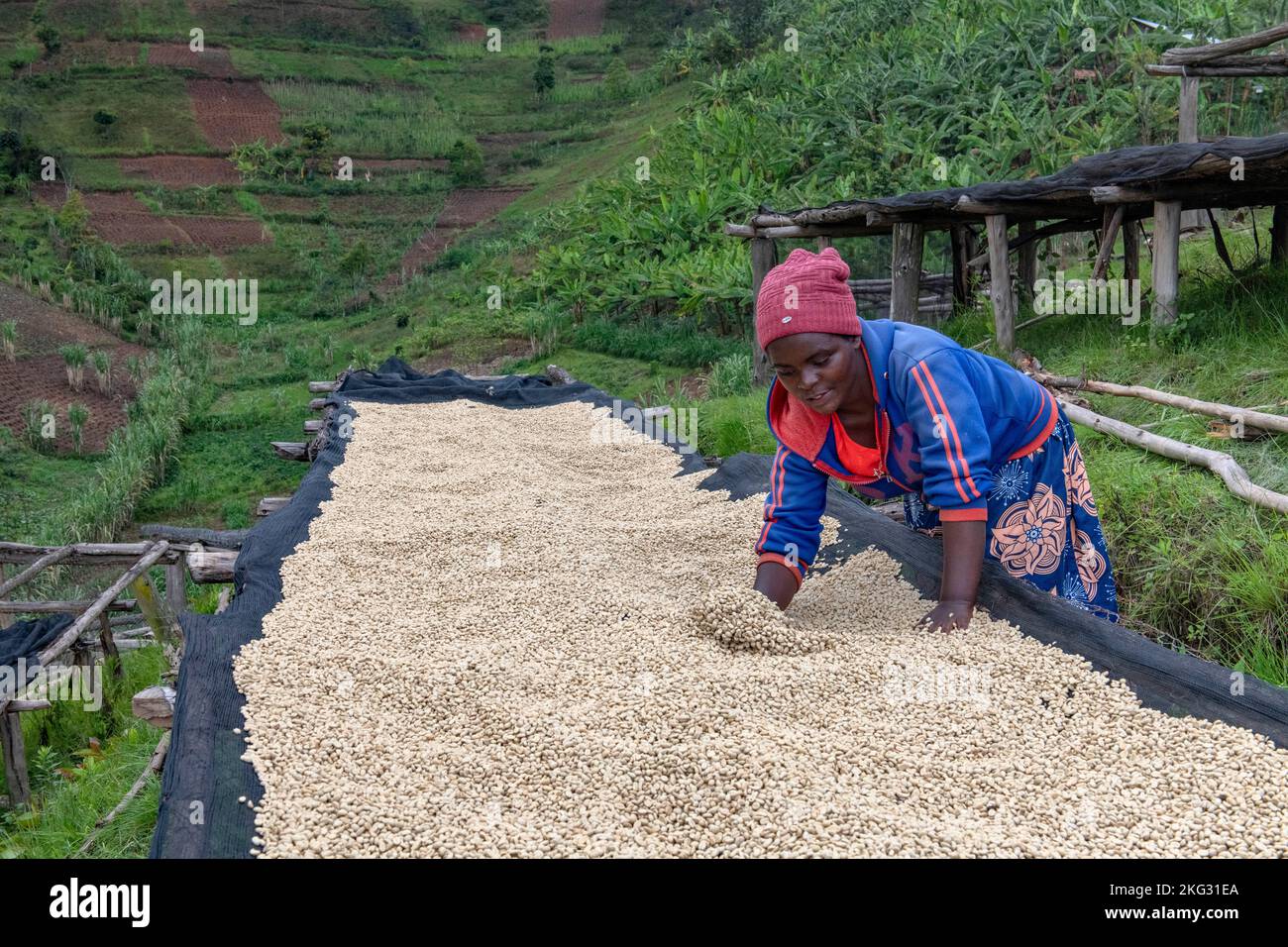 Abakundakawa coffee grower's cooperative, Minazi coffee washing station ...