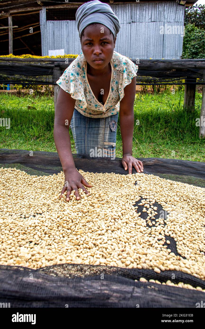 Abakundakawa coffee grower's cooperative, Minazi coffee washing station ...