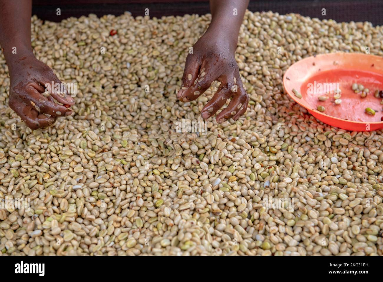 Abakundakawa coffee grower's cooperative, Minazi coffee washing station ...