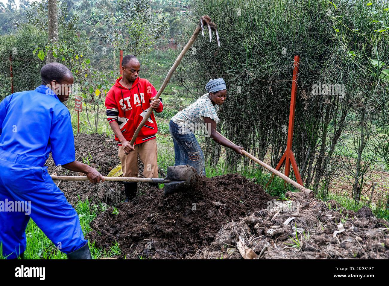 Abakundakawa coffee grower's cooperative, Minazi coffee washing station ...
