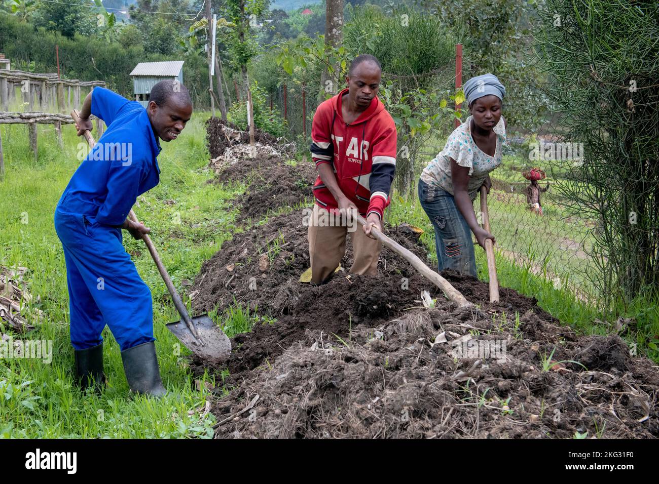 Abakundakawa coffee grower's cooperative, Minazi coffee washing station ...